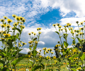 How to Brew Elecampane Tea Recipe - Healing Herb Patch