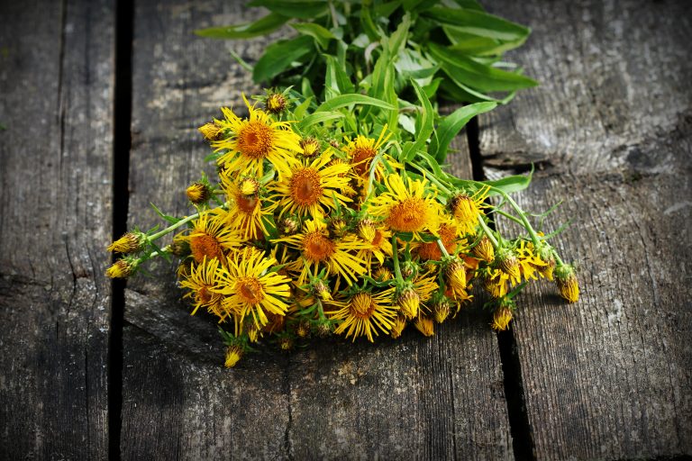 How to Brew Elecampane Tea Recipe - Healing Herb Patch
