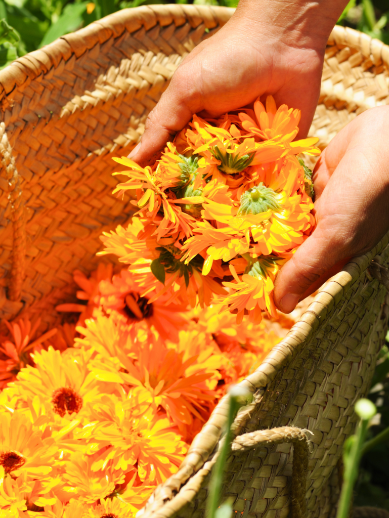 The Top Calendula Benefits - Healing Herb Patch