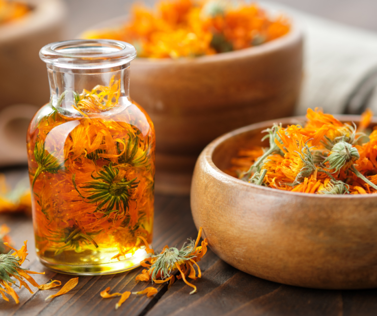 The Top Calendula Benefits - Healing Herb Patch