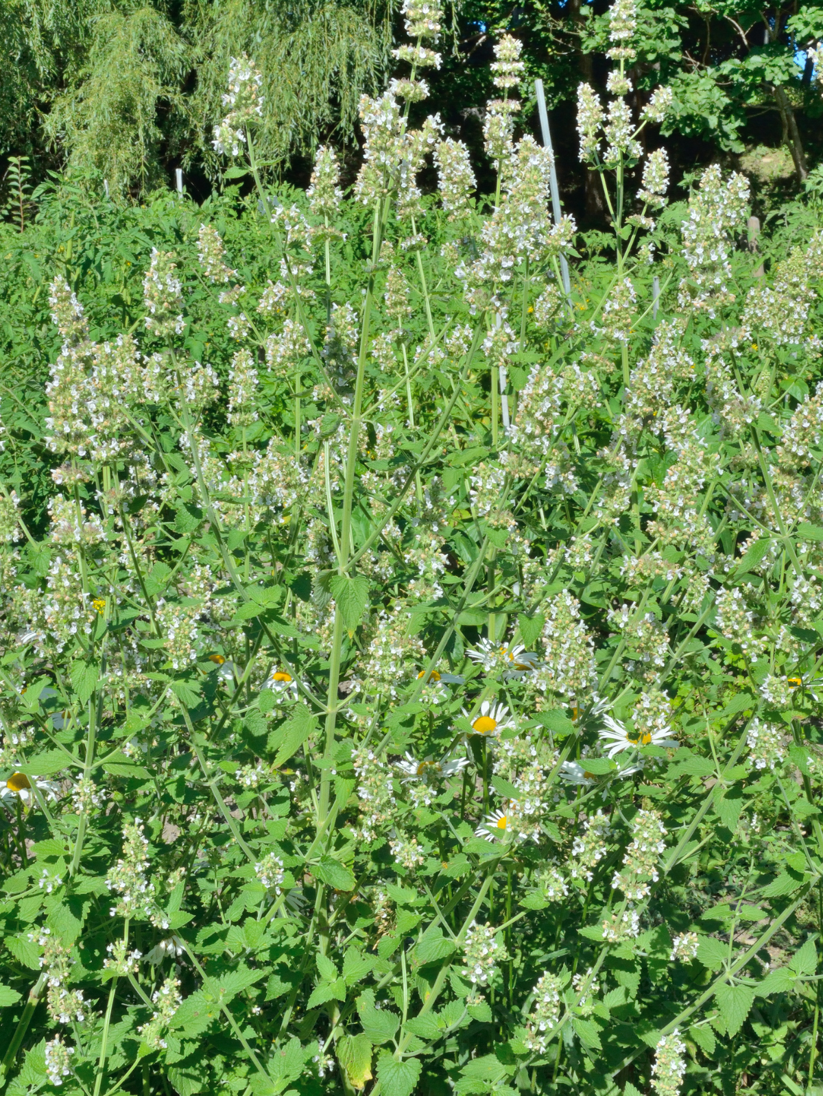 Discover the Surprising Benefits of Lemon Balm - Healing Herb Patch