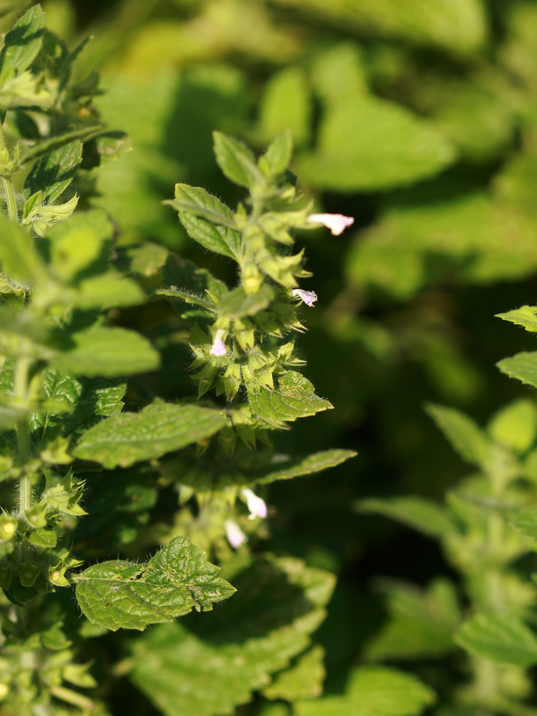 Discover the Surprising Benefits of Lemon Balm - Healing Herb Patch